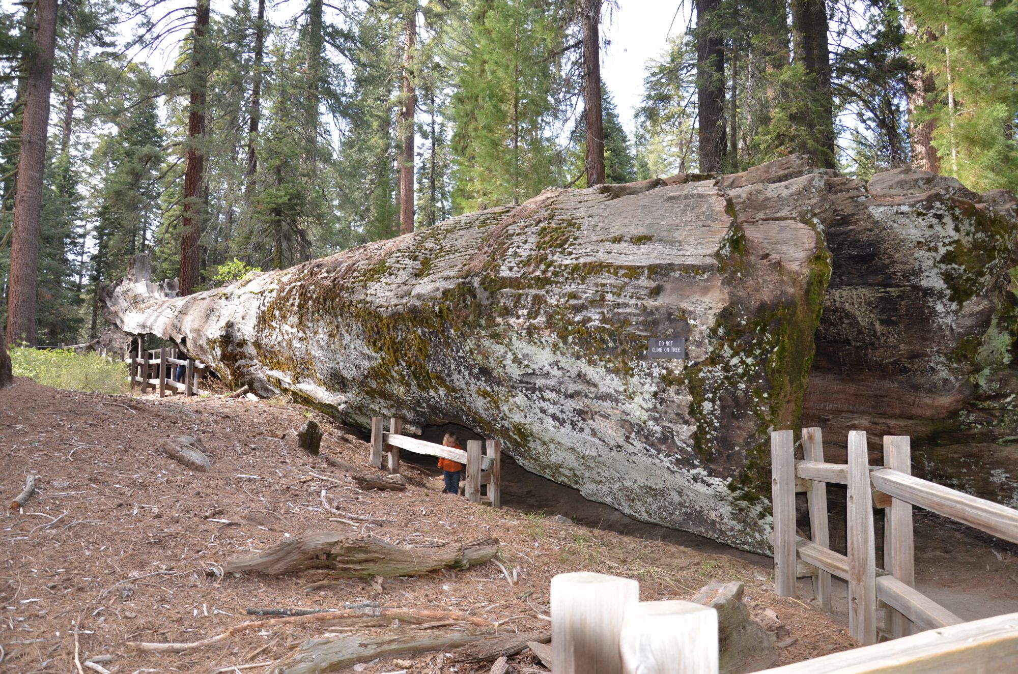 The Big Trees – Sequoia National Park | Adventures of Muma Dean